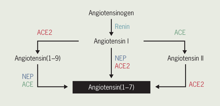 The role of vitamin D/calmodulin/calcium signalling/ACE2 pathway in ...