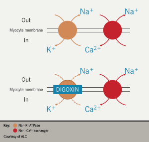 Digoxin - Figure 2. Mechanism of action of digoxin 2023.06.23 - The ...