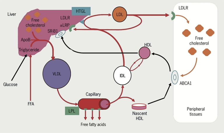 Lipids module 1: lipid metabolism and its role in atherosclerosis - The ...