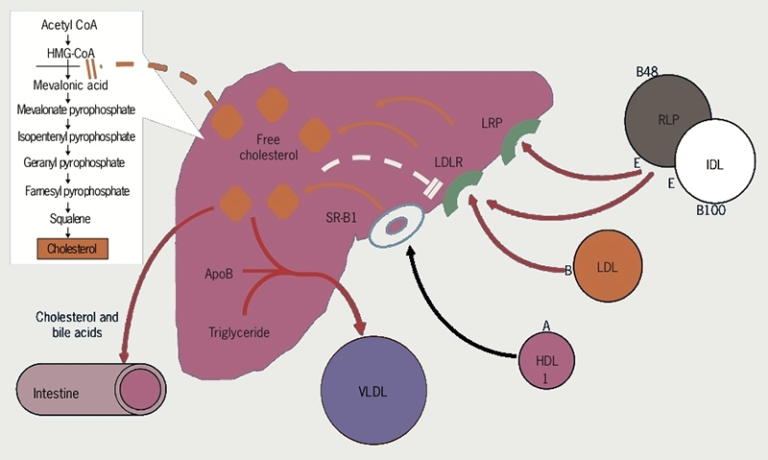Lipids module 1: lipid metabolism and its role in atherosclerosis - The ...