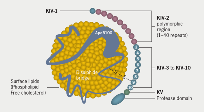 Lipoprotein(a) in atherosclerotic heart disease and familial ...